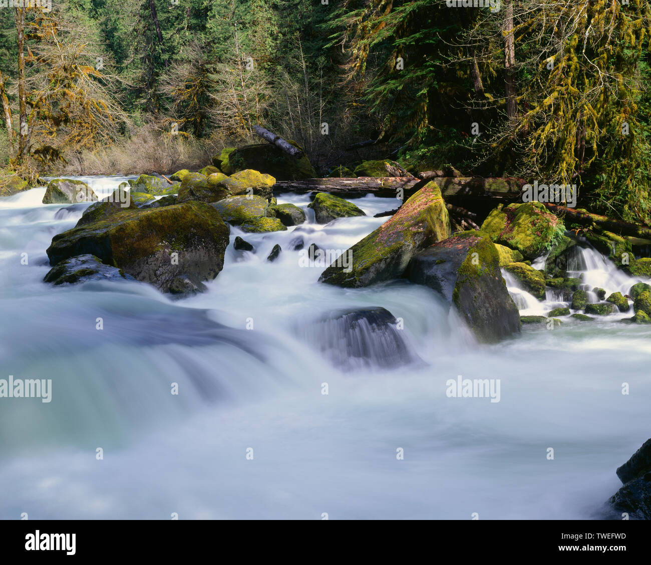 USA, Washington, Olympic National Park, North Fork Skokomish River ...
