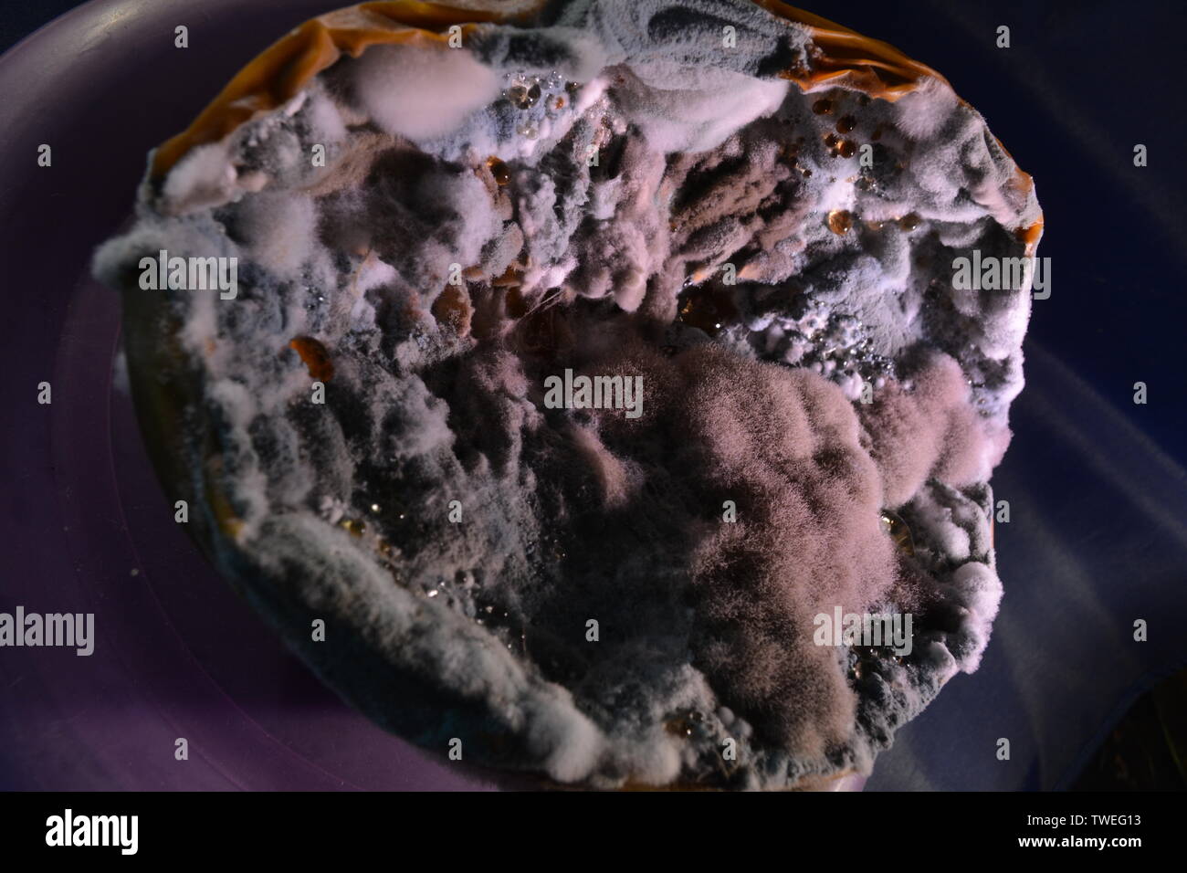 Rotten melon hi-res stock photography and images - Alamy