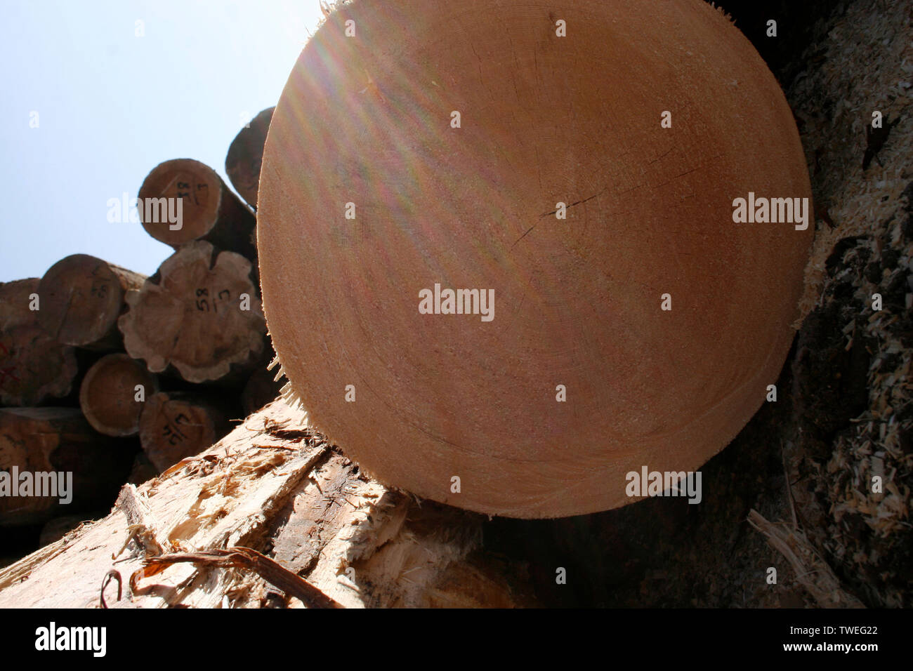 Fir tree cut poles hi-res stock photography and images - Alamy