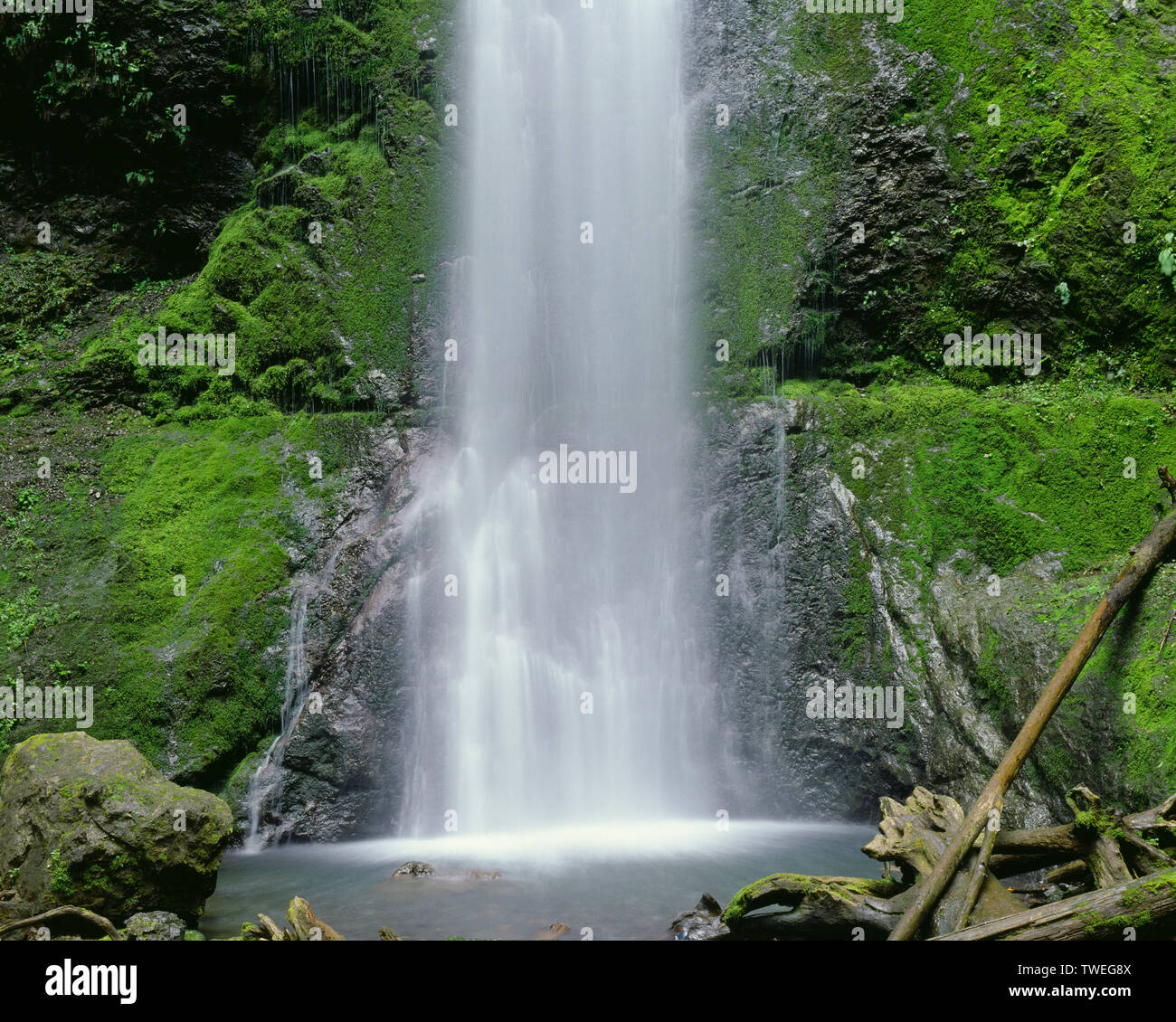 USA, Washington, Olympic National Park, Marymere Falls and lush, moss ...