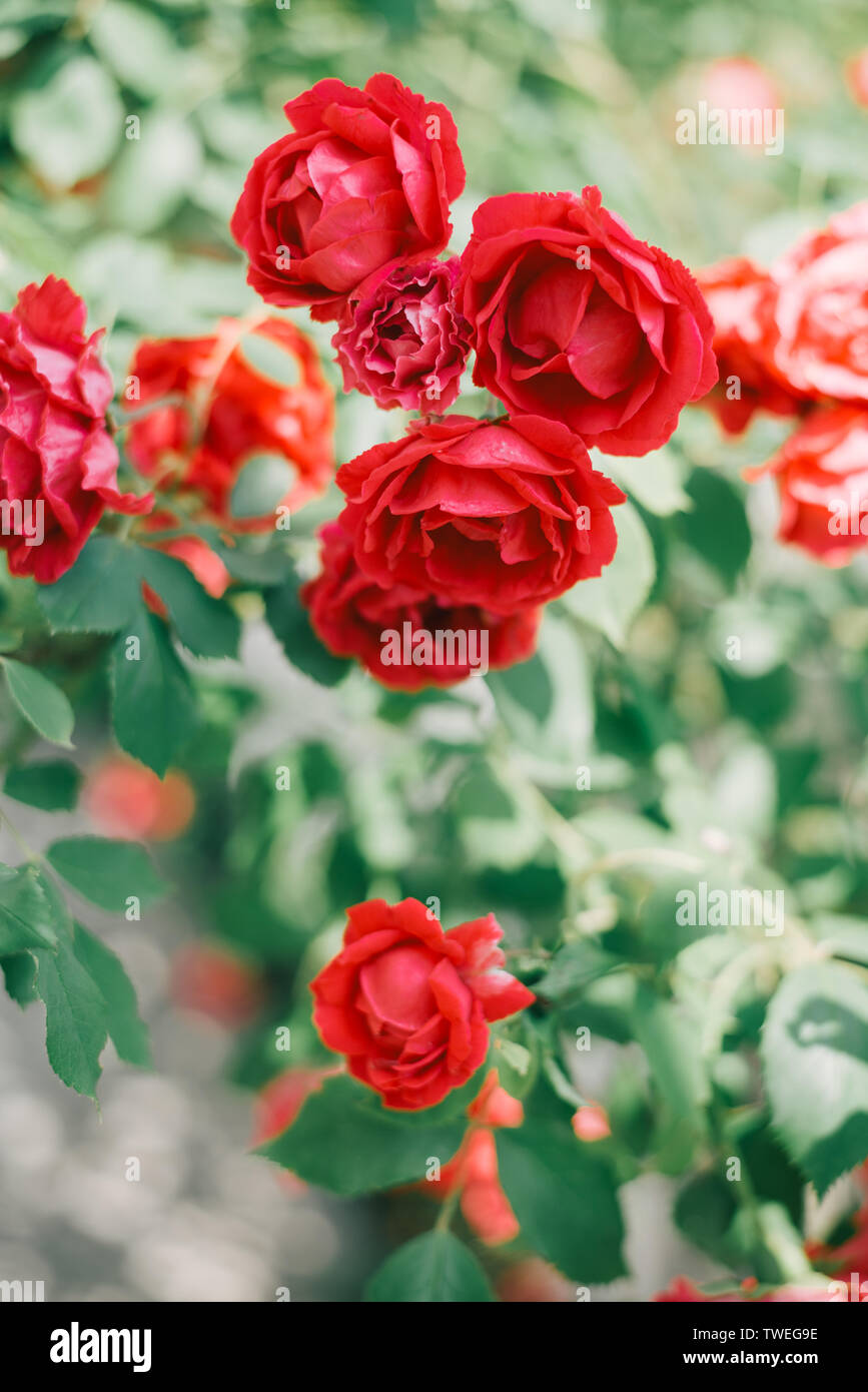 Beautiful red garden roses near white fence. Vertical Stock Photo - Alamy