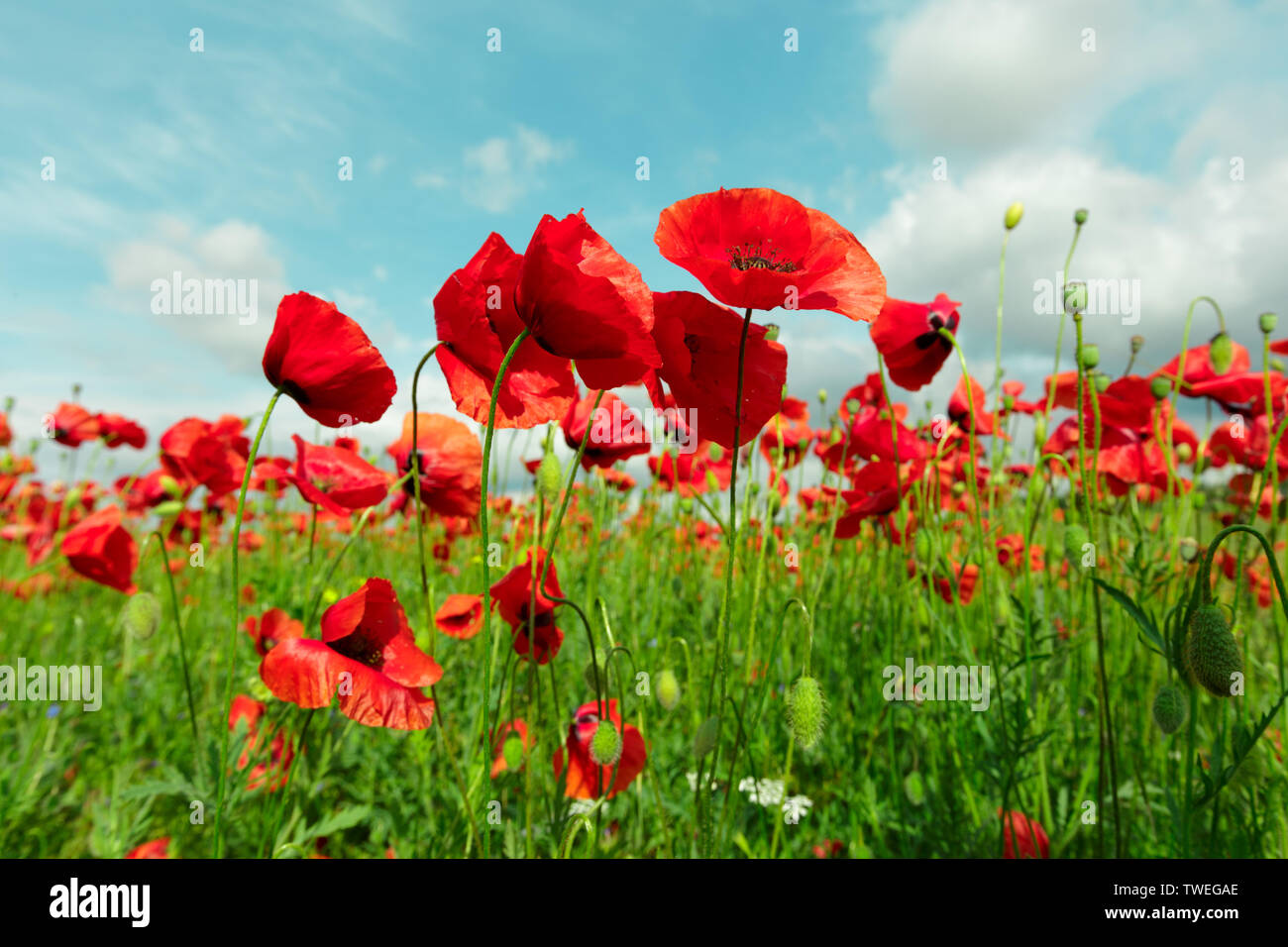 red poppy flowers in a field background Stock Photo - Alamy