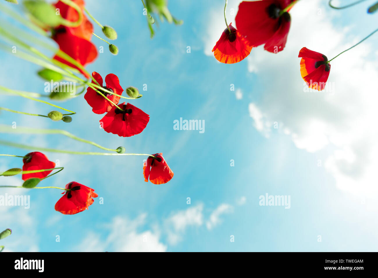 red poppy flowers in a field background Stock Photo - Alamy