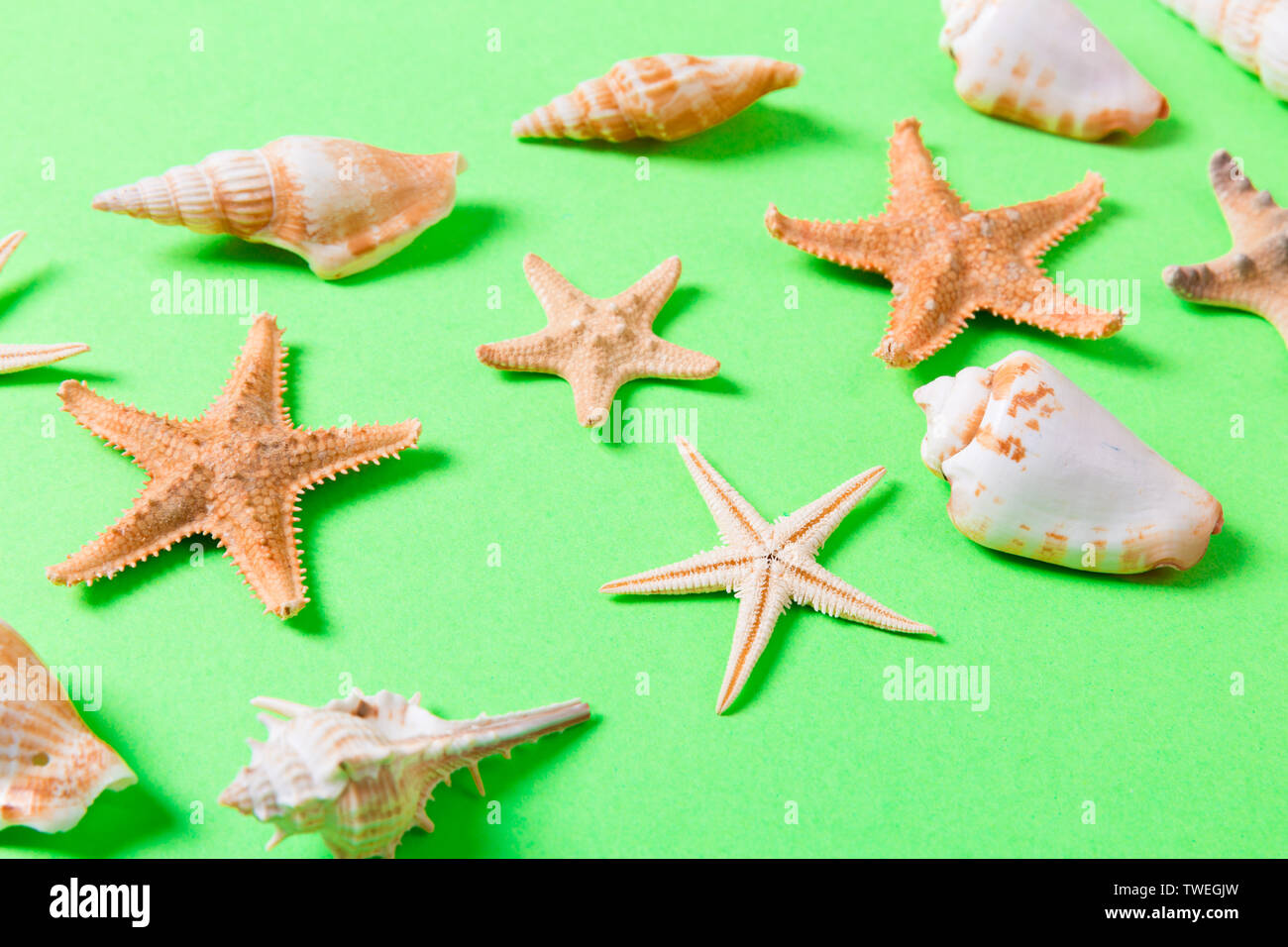 sea shells and starfish on a green background and sand. Vacation time ...