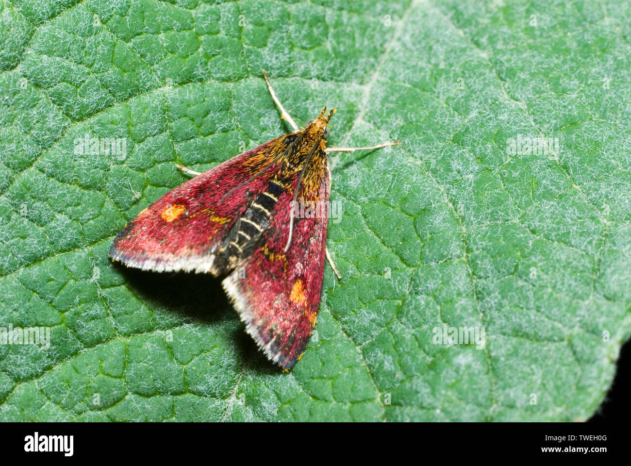 Pyrausta moth hi-res stock photography and images - Alamy