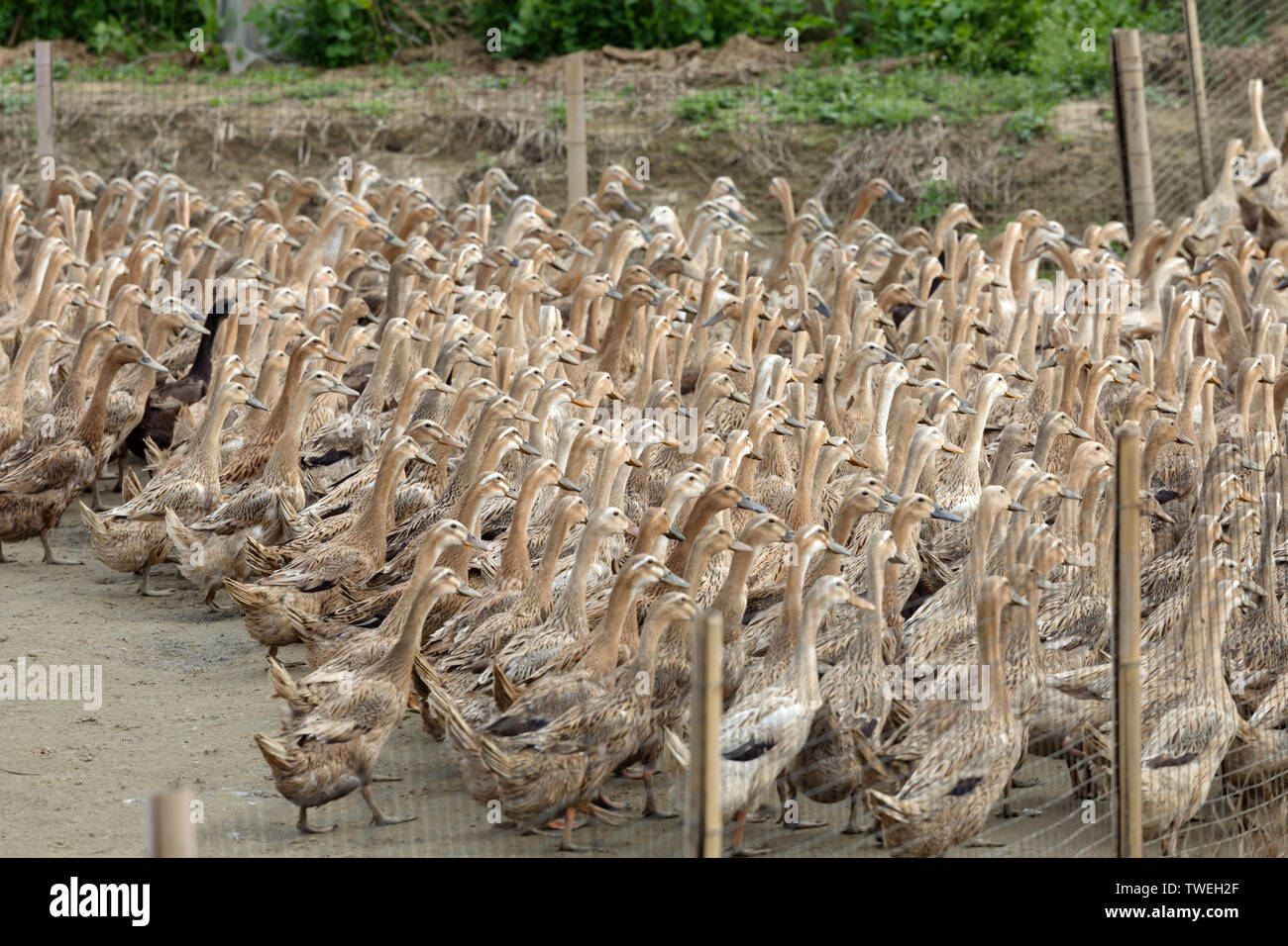 Farmer-raised ducks and ducks Stock Photo - Alamy