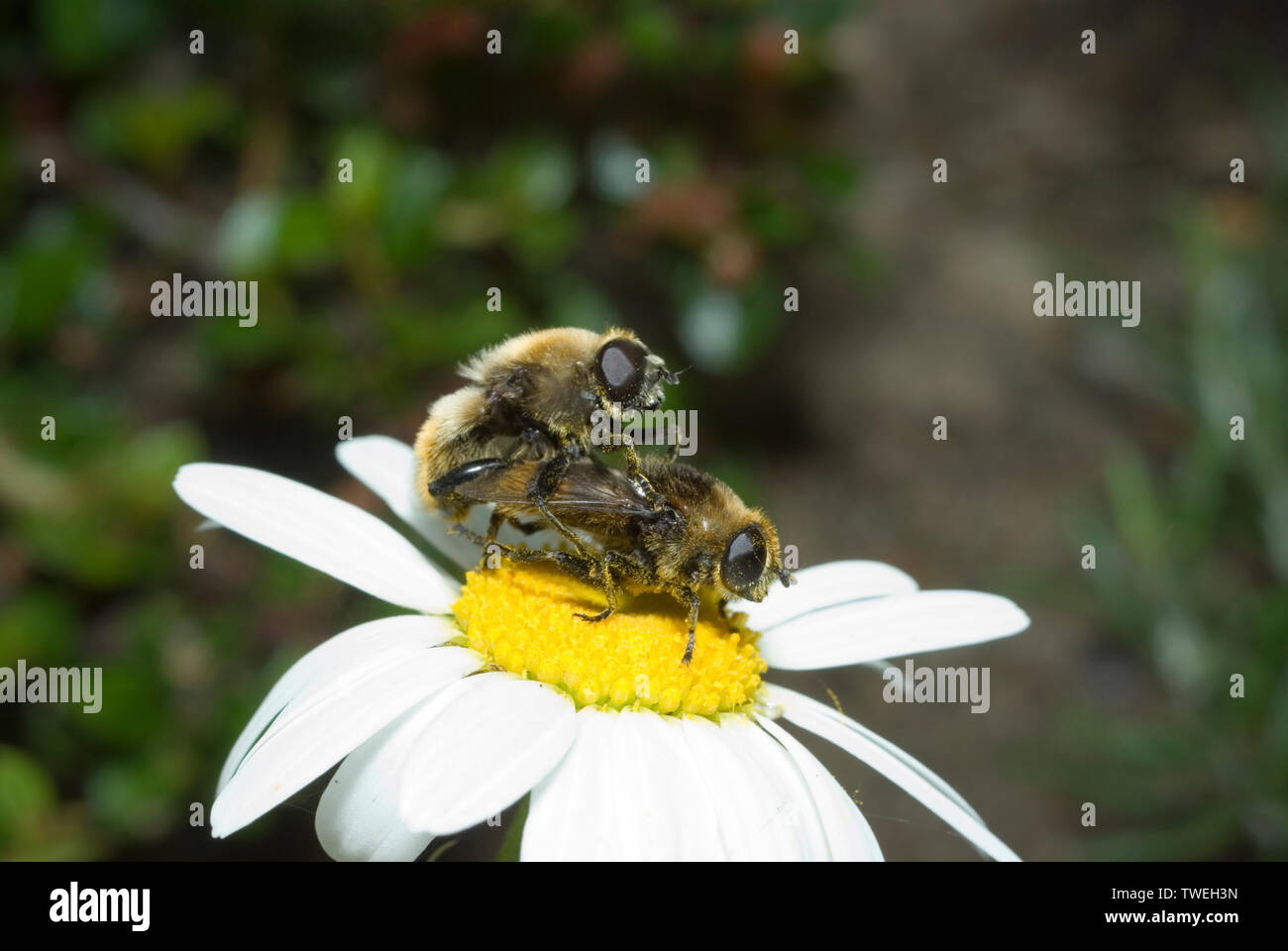 Pest mating hi-res stock photography and images - Alamy