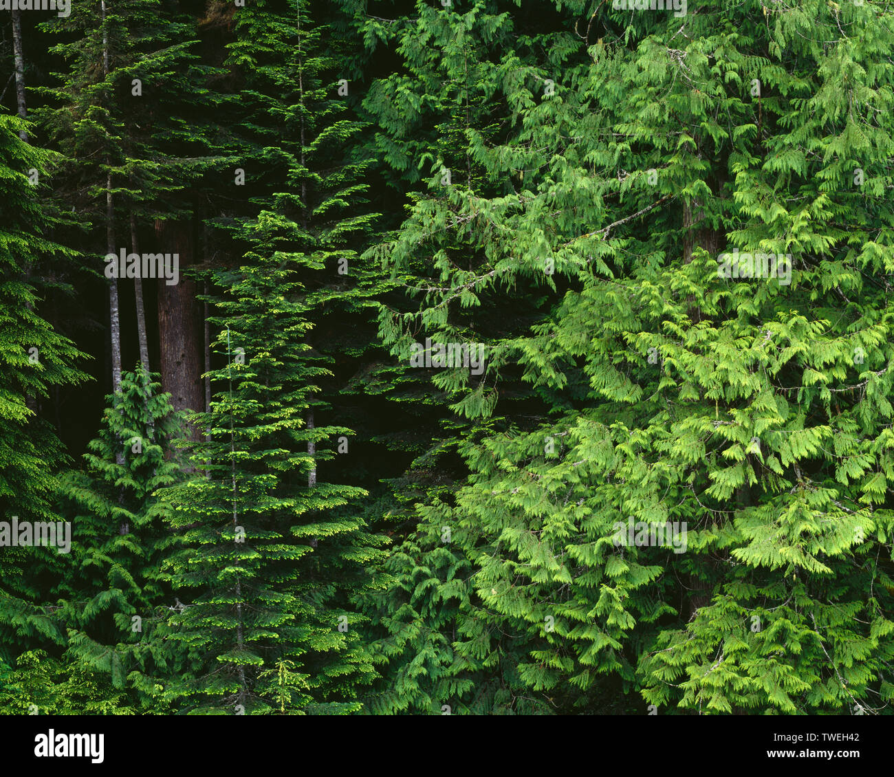 USA, Washington, Olympic National Park, Old-growth coniferous forest ...