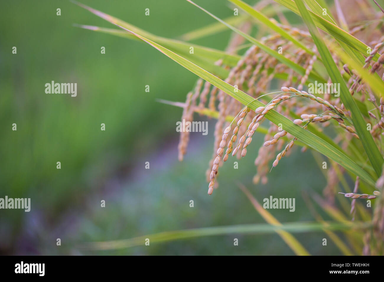 Rice spike in rice field in japan Stock Photo - Alamy