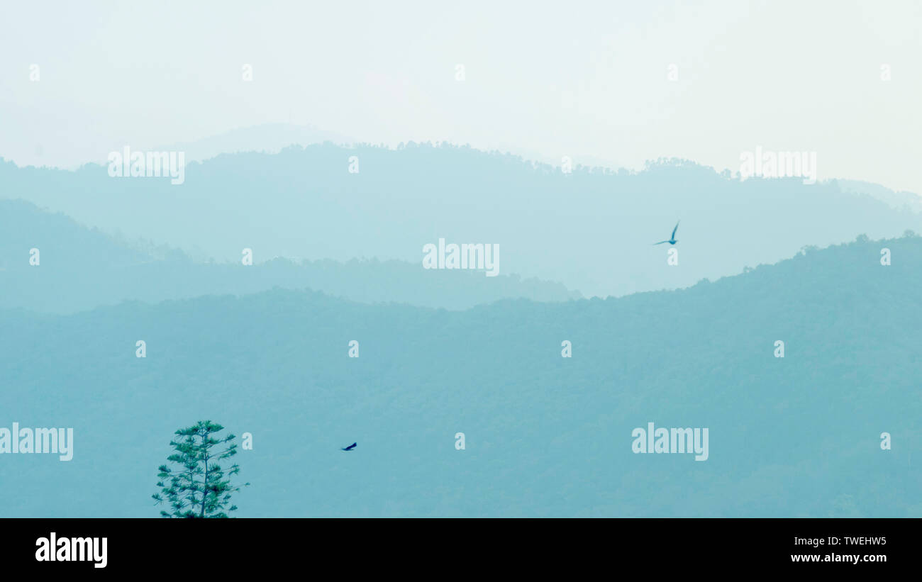 Before falling down the steps, amiable and late, light double birds ...