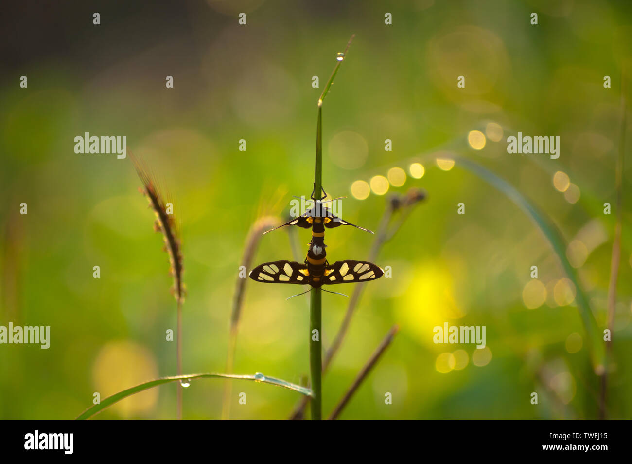 Beautiful butterflies in love Stock Photo - Alamy