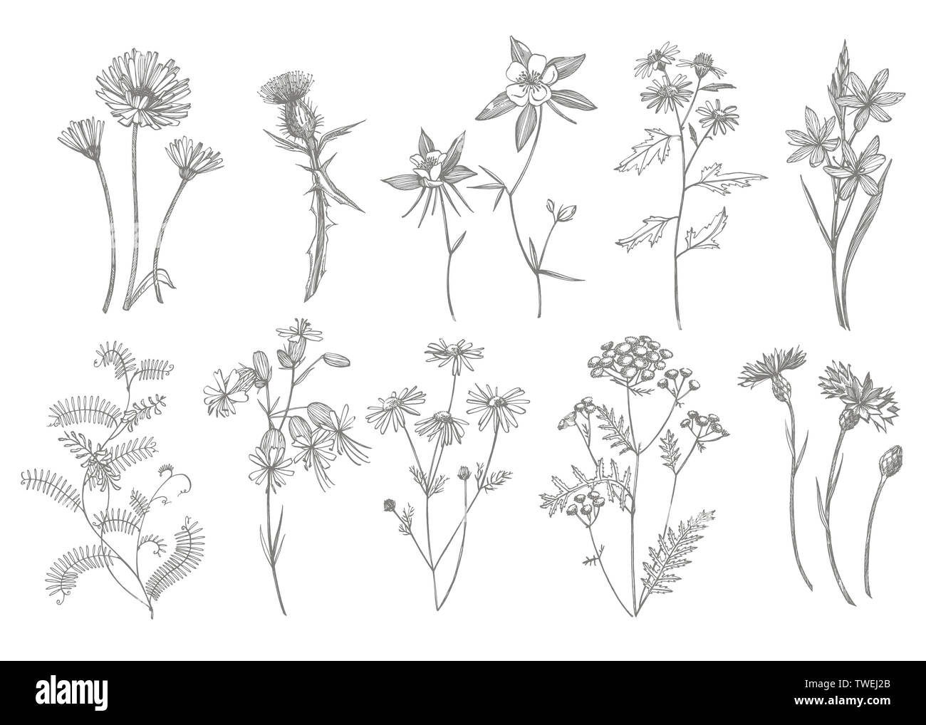 Herb Plants Drawing