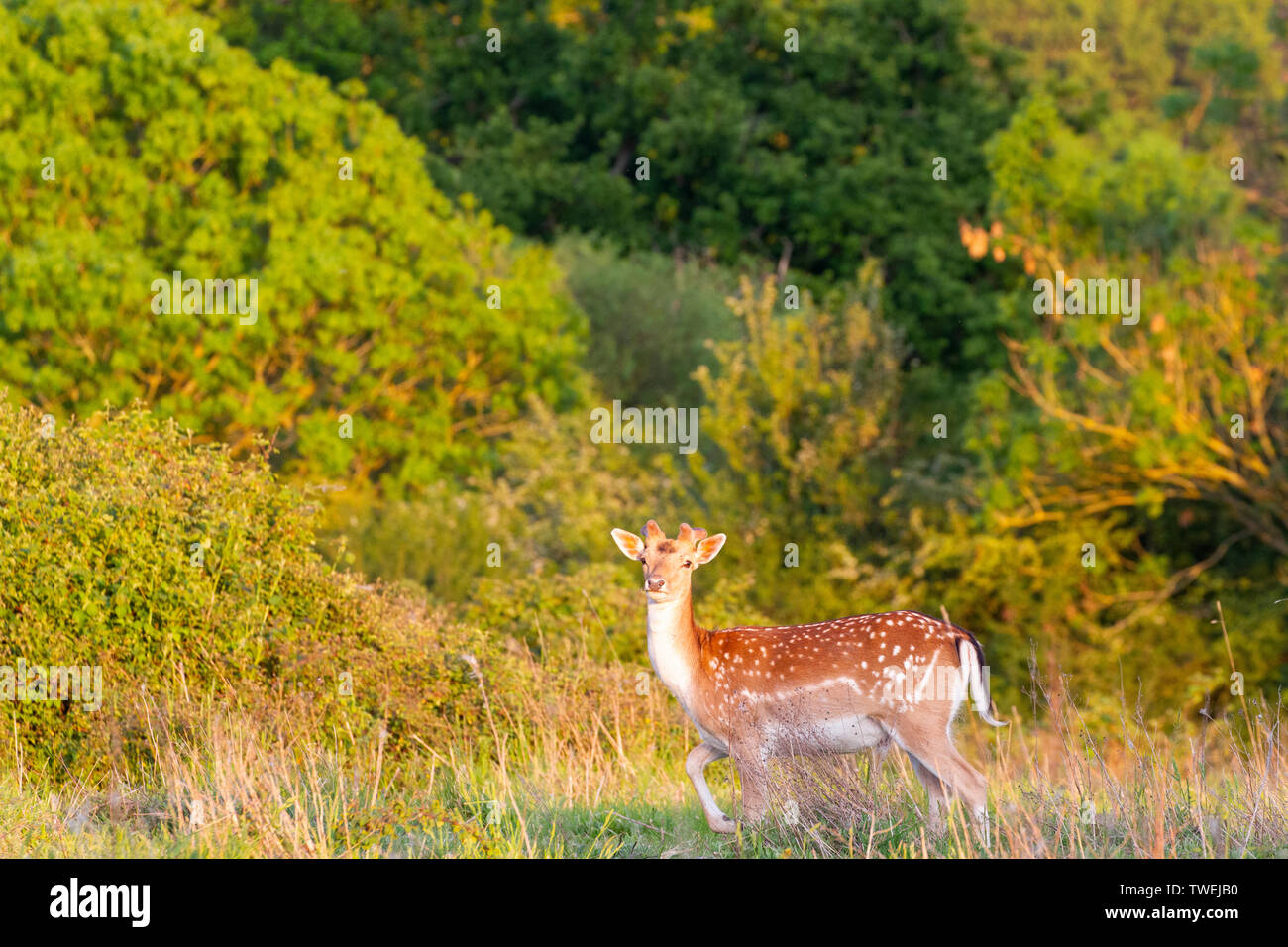 Deer in early morning light hi-res stock photography and images - Alamy