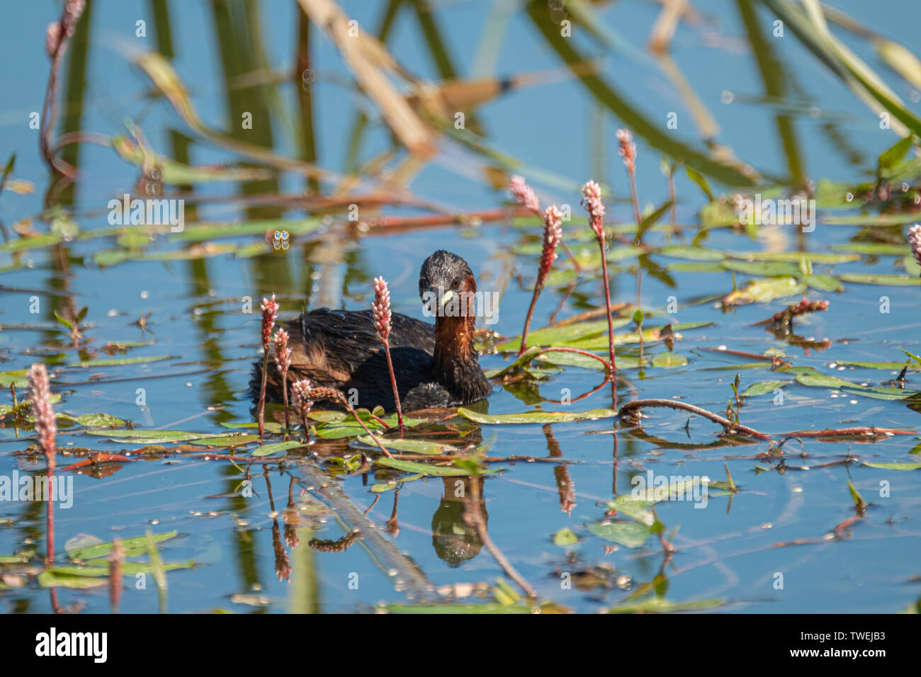 Common grebe, Tachybaptus ruficollis, on the calm waters of the river ...