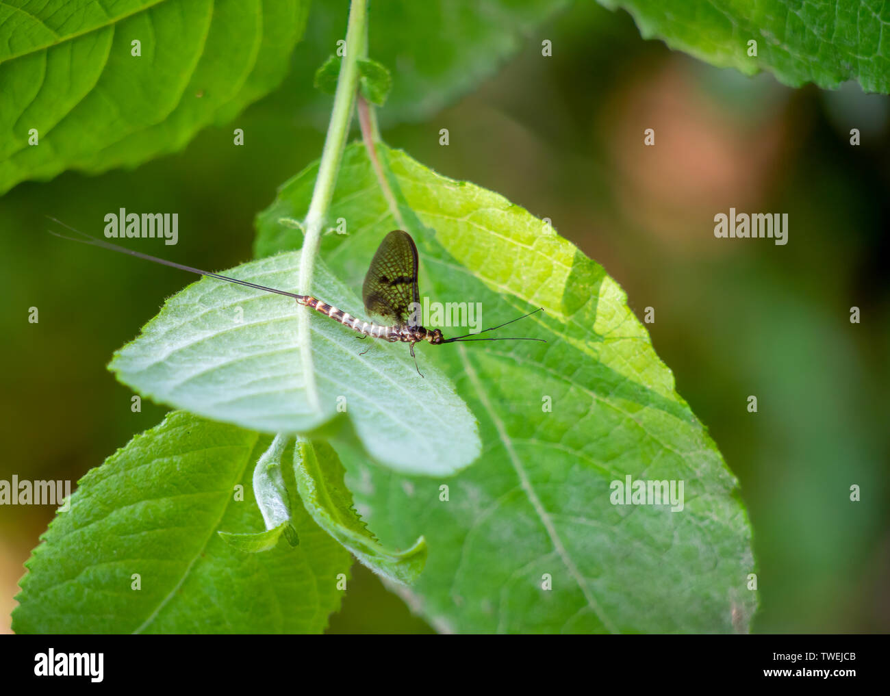 Male mayfly hi-res stock photography and images - Alamy