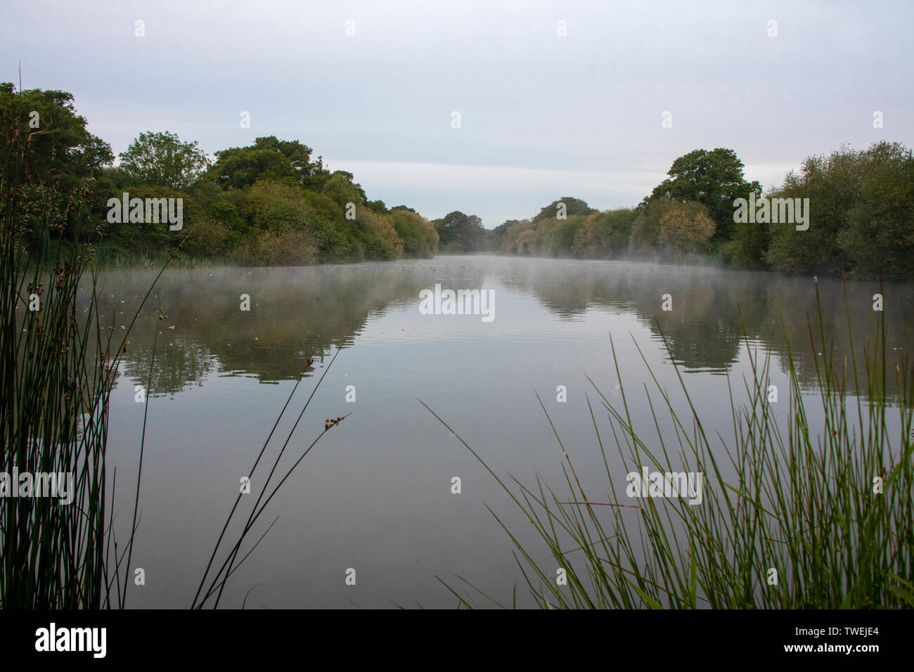 Mist pond hi-res stock photography and images - Alamy