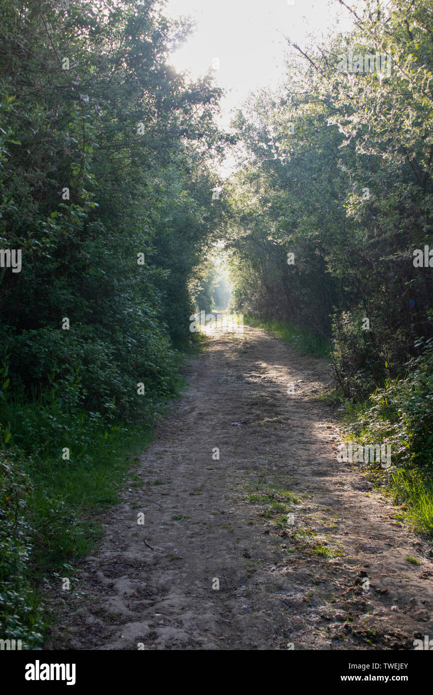 View down lane with sunlight Stock Photo - Alamy