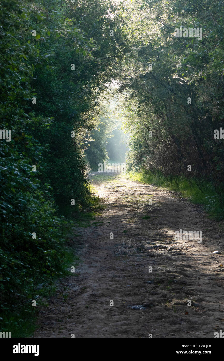 View down lane with sunlight Stock Photo - Alamy