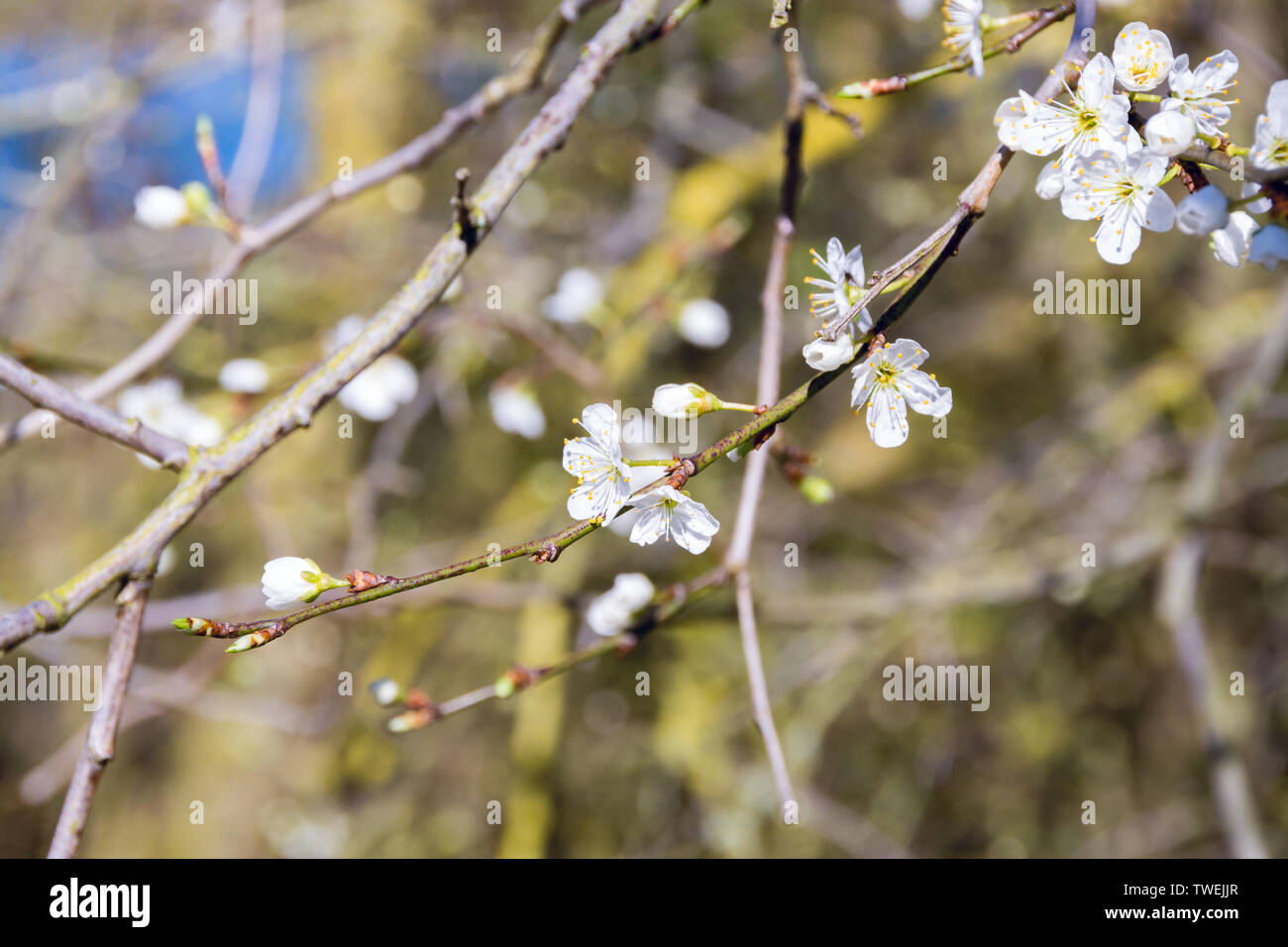 Branches of flowering tree in early Spring - 1 Stock Photo - Alamy