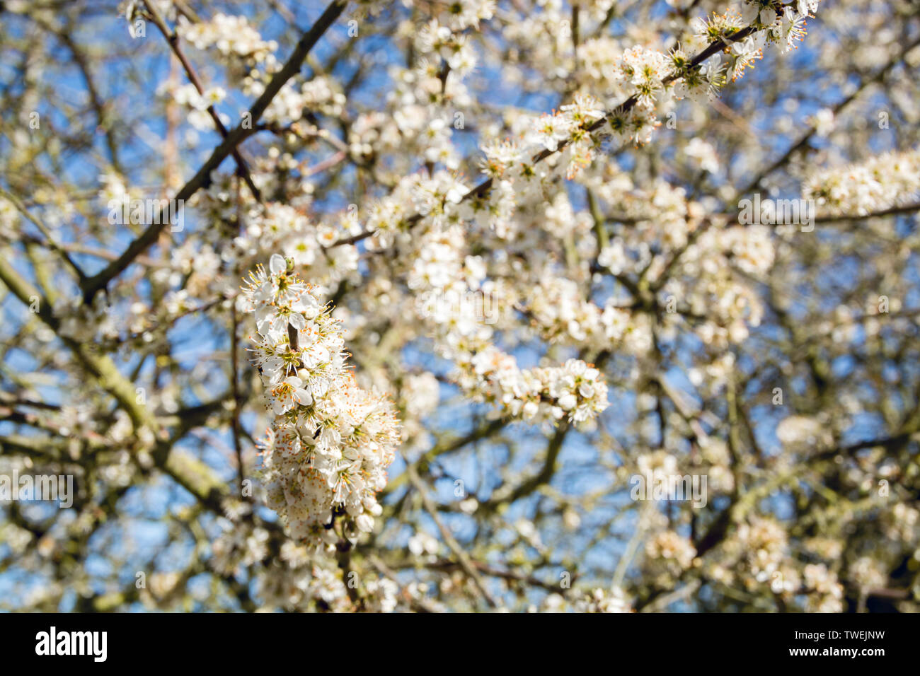 Branches of flowering tree in early Spring - 2 Stock Photo - Alamy