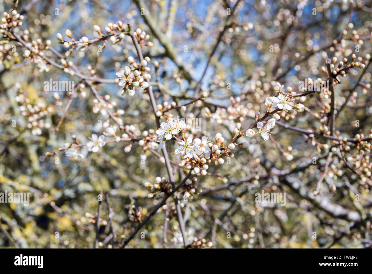 Branches of flowering tree in early Spring - 3 Stock Photo - Alamy
