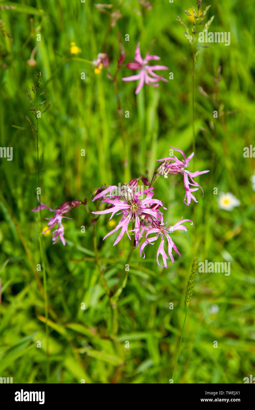 Ragged robin in flower in wildflower meadow Stock Photo - Alamy