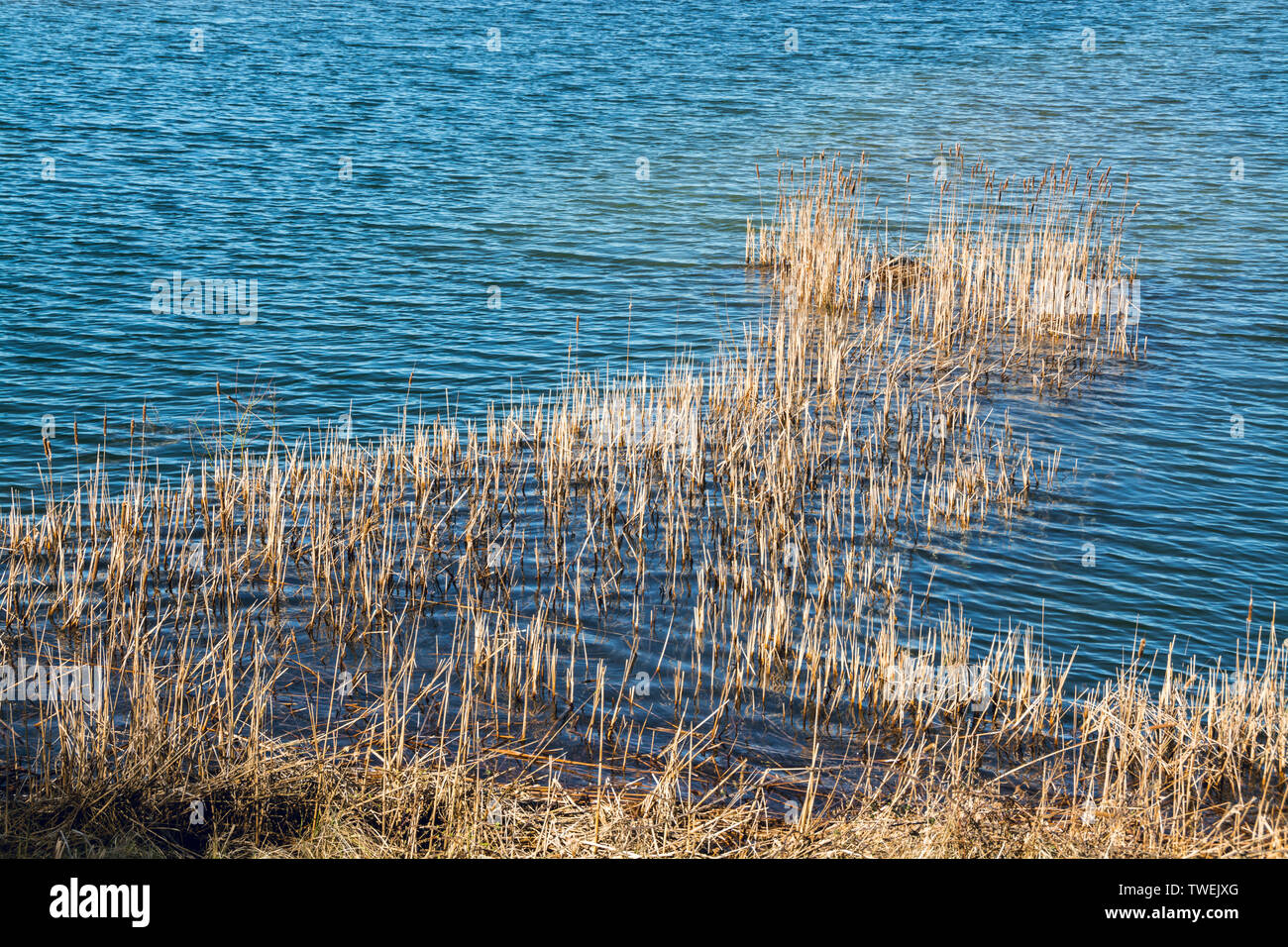 Bunch of dry reeds in curvy shape in bird nesting area seen in early ...