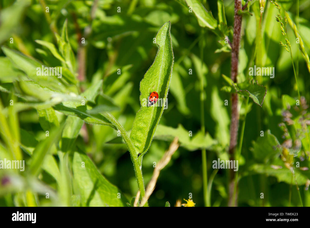 Five-spot ladybird on leaf in wildflower meadow Stock Photo - Alamy