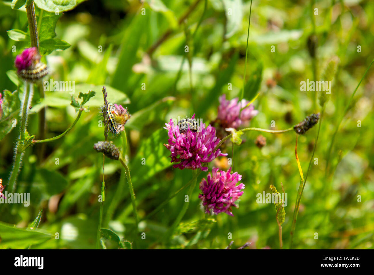 Burnet county hi-res stock photography and images - Alamy