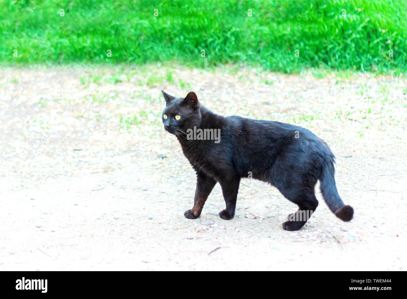 portrait of a black cat on a tree Stock Photo - Alamy