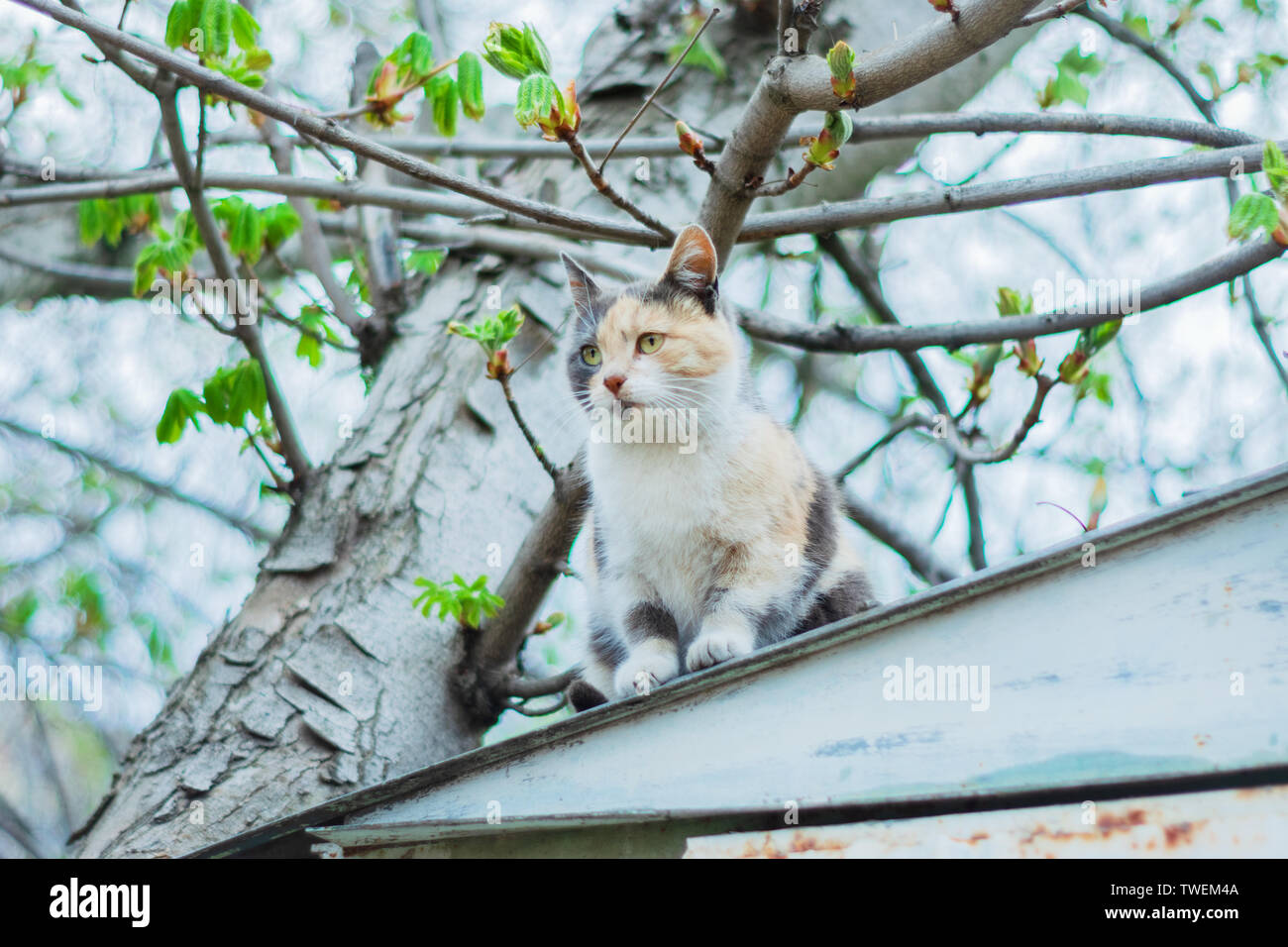 portrait of a cat on a tree Stock Photo - Alamy
