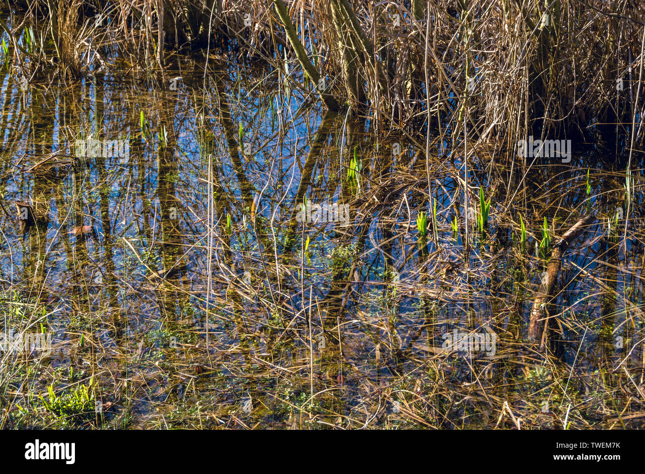 New plants buds emerging hi-res stock photography and images - Alamy