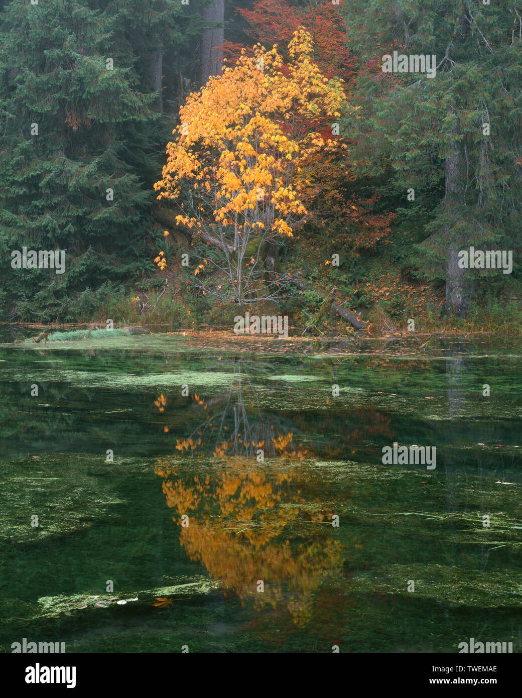 USA, Washington, Olympic National Park, Yellow leaves of bigleaf maple ...