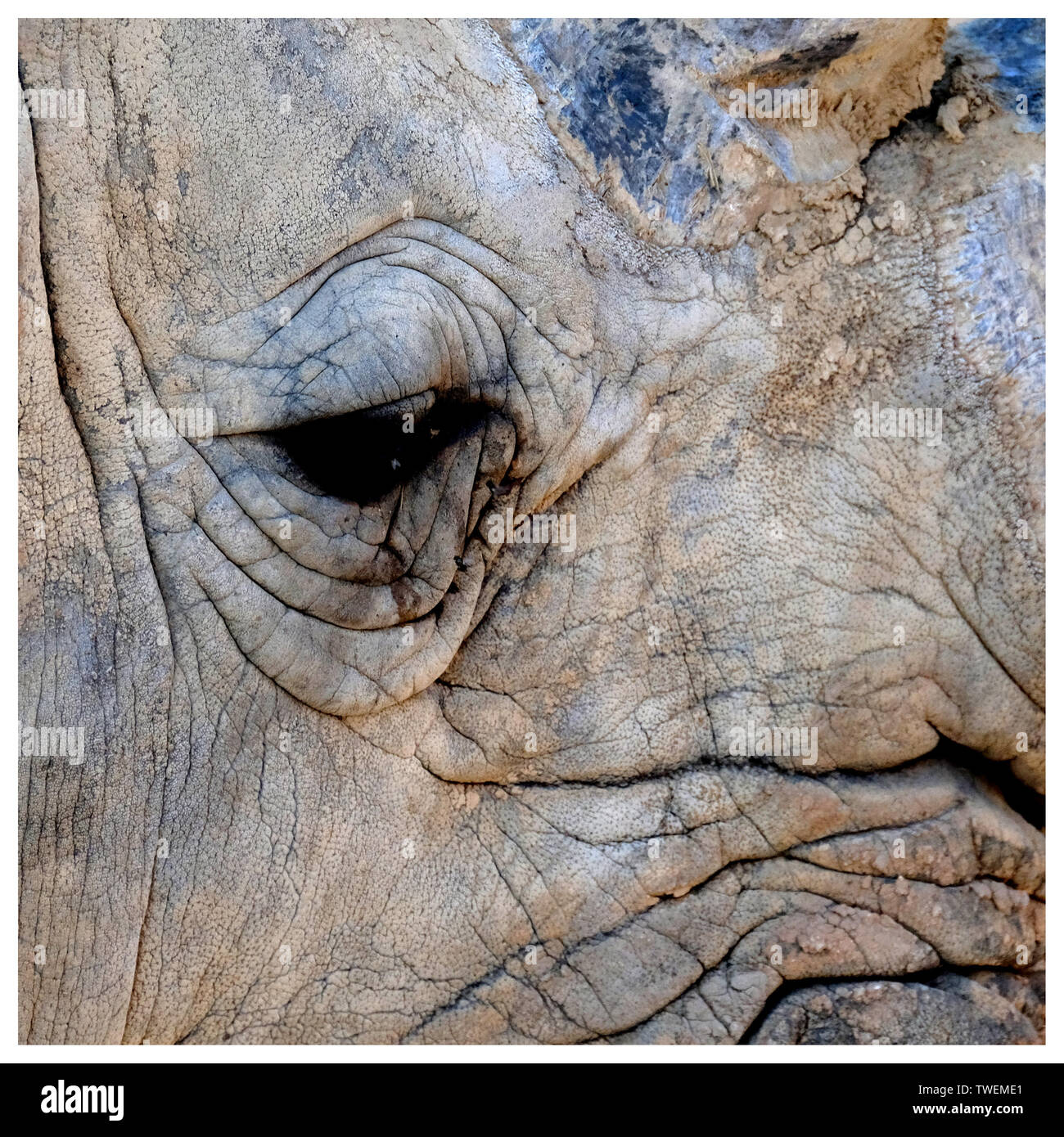 Close up a Cut Out Stock Images & Pictures - Alamy