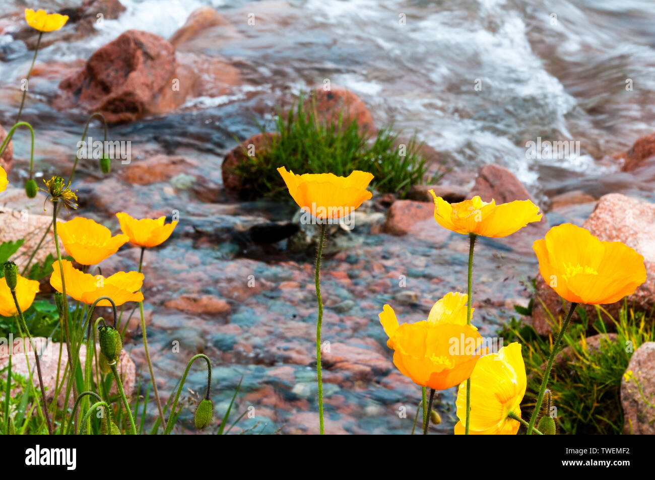 Xinjiang narati prairie hi-res stock photography and images - Alamy