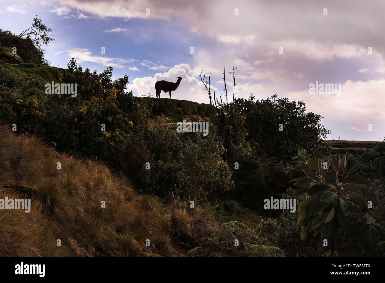 Anden peru hi-res stock photography and images - Alamy