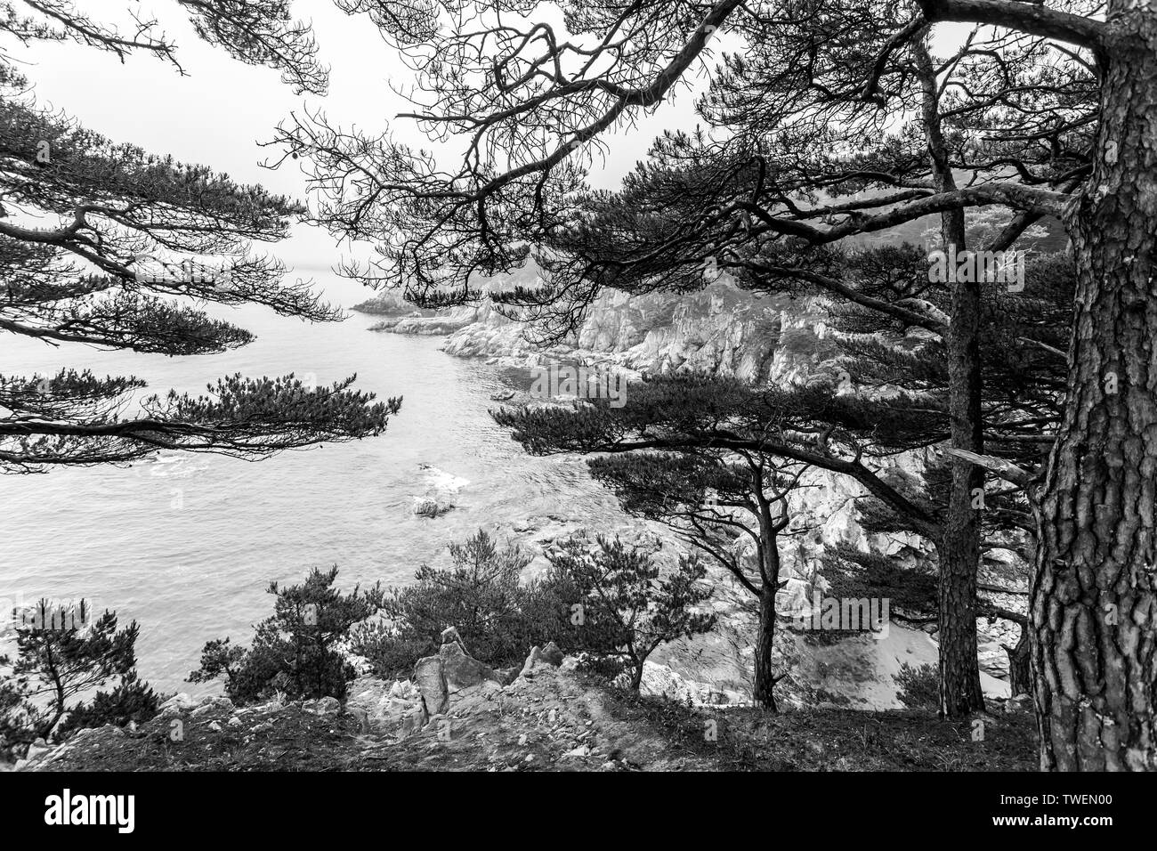 Beautiful seascape with pine trees near peninsula Gamow, Russia ...