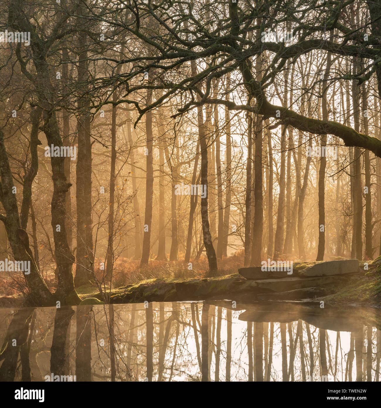Stunning landscape image of still stream in Lake District forest with ...