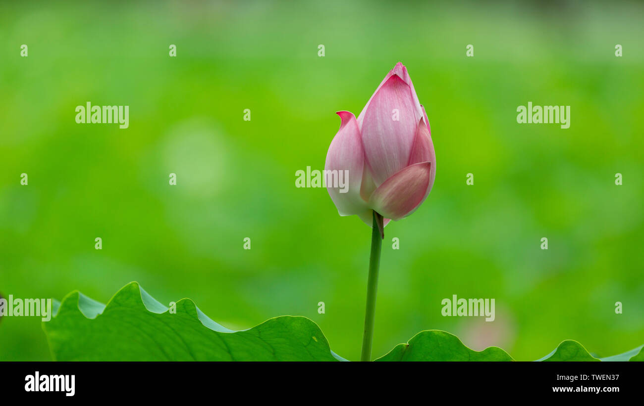 Lotus rhyme and lotus rhyme hi-res stock photography and images - Alamy
