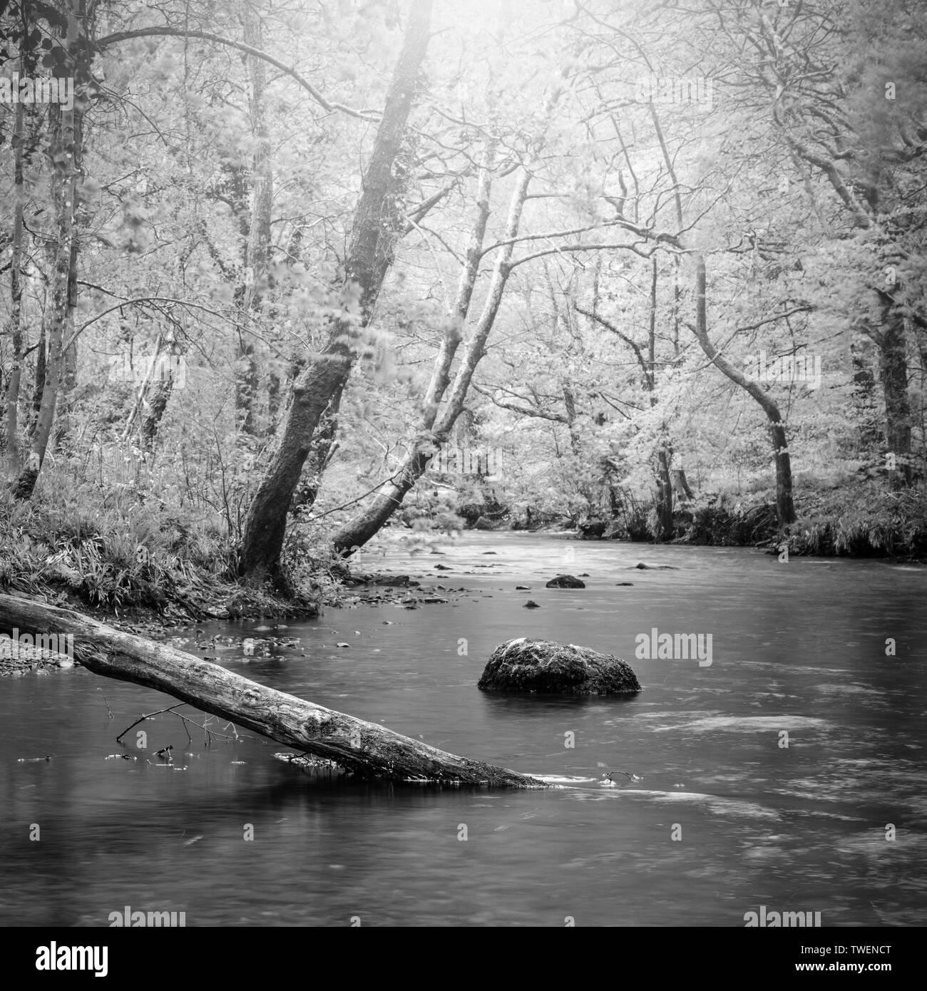 Beautiful black and white Spring landscape image of River Teign flowing ...