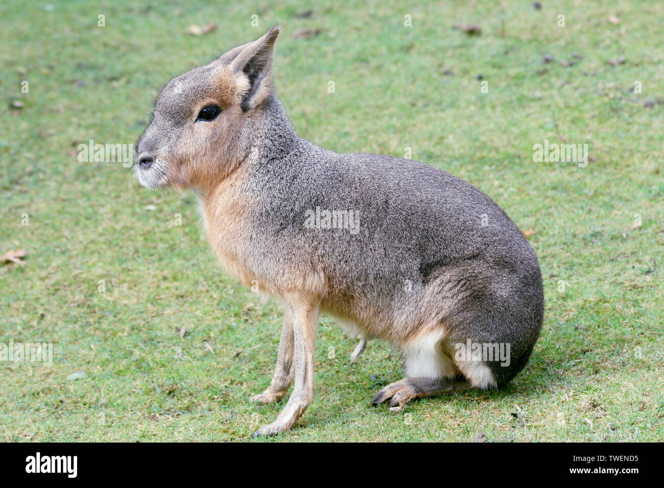 The Great Pampashase or Great Mara (Dolichotis patagonum) is a rodent ...