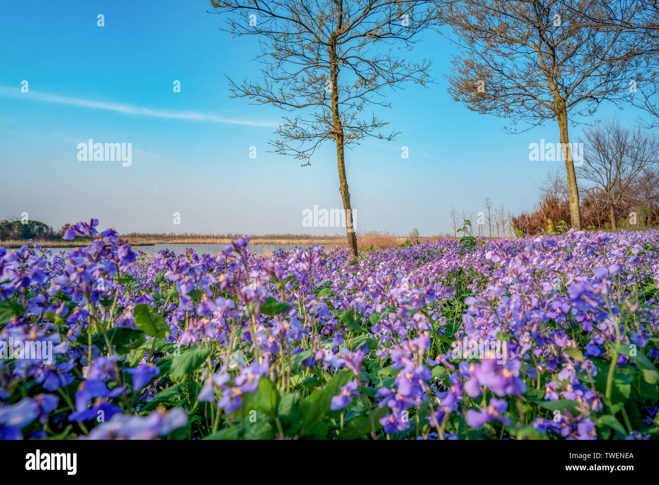 Dongtan lake hi-res stock photography and images - Alamy