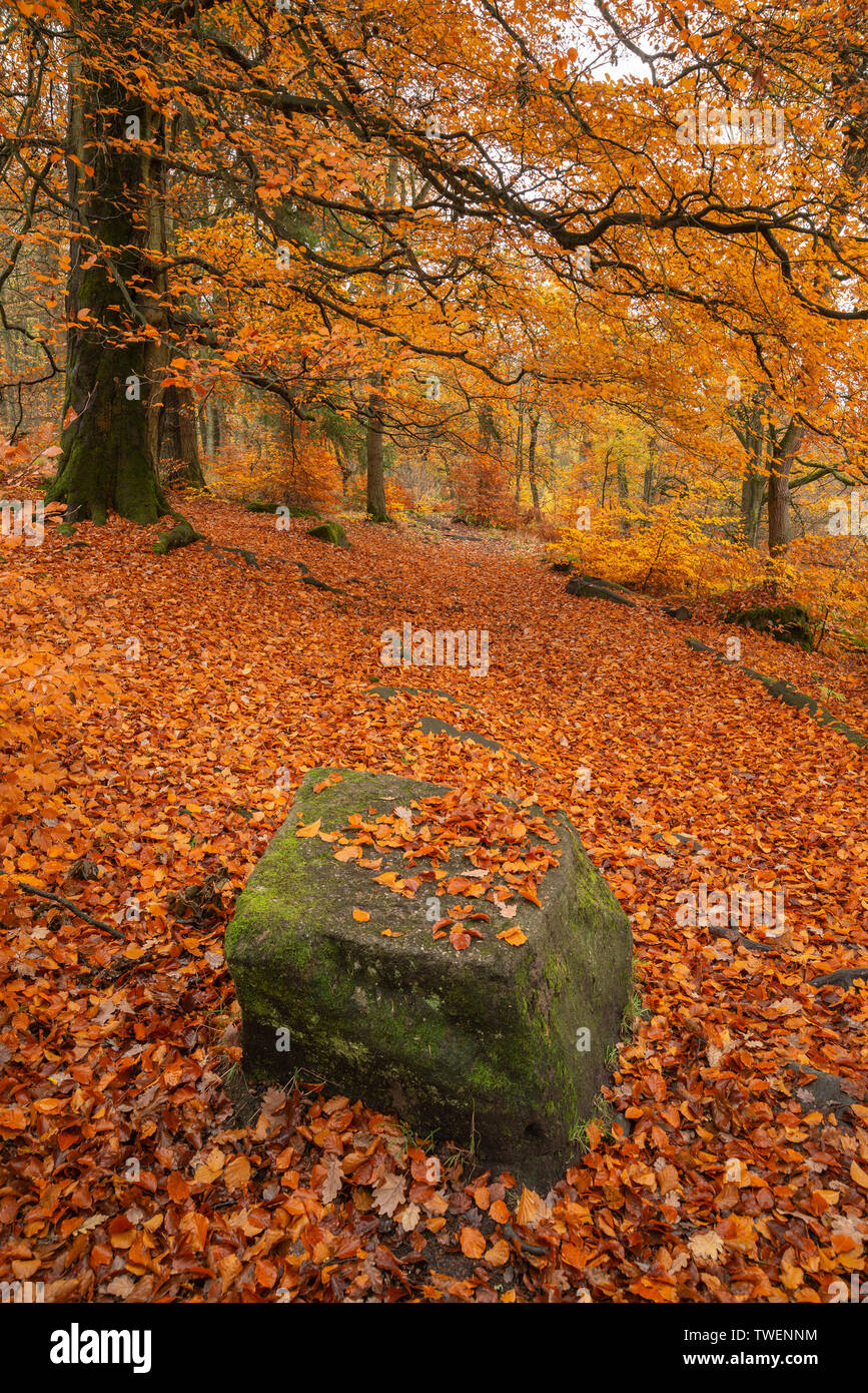 Stunning colorful vibrant forest woodland Autumn Fall landscape in Peak ...