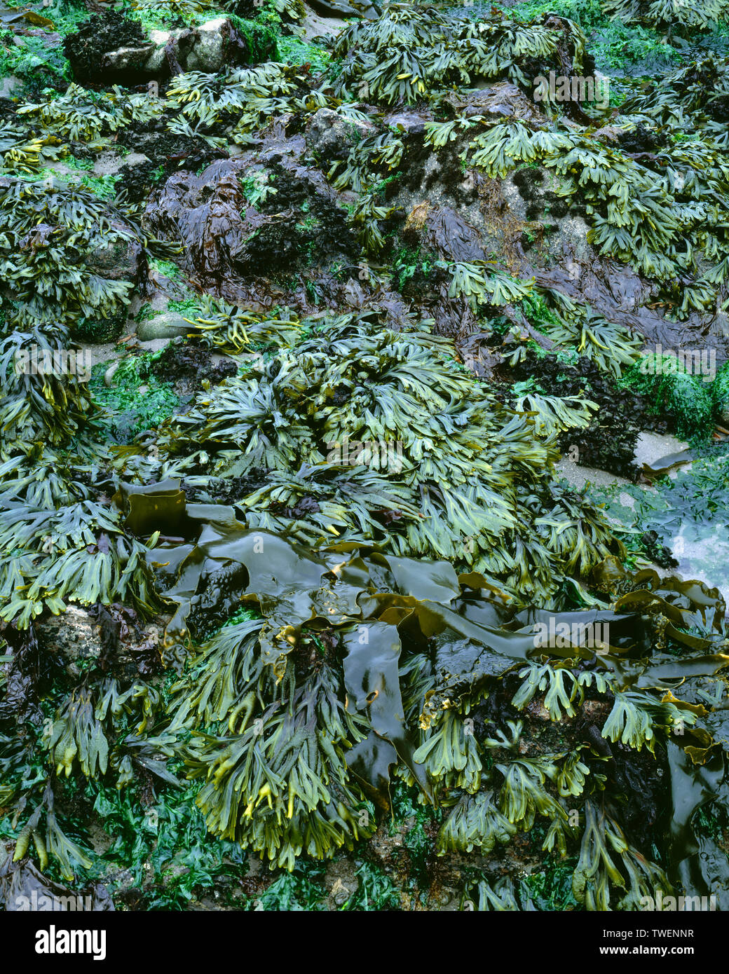 USA, Washington, Olympic National Park, Common rockweed and sea lettuce ...