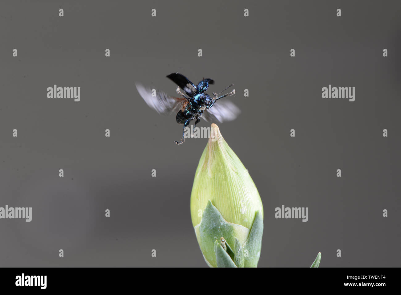Insects and mould hi-res stock photography and images - Alamy