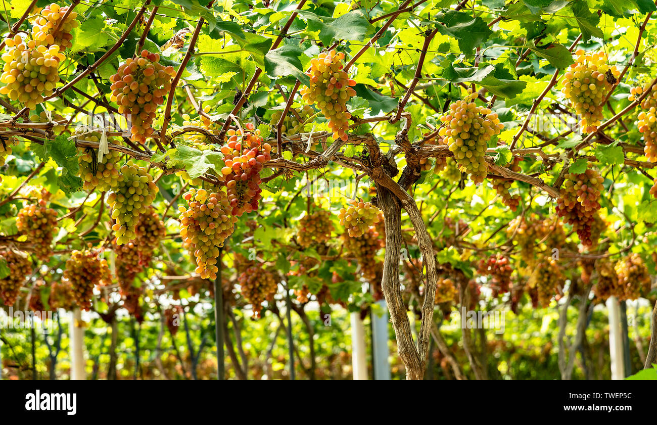Seasons of ripening grapes Stock Photo - Alamy