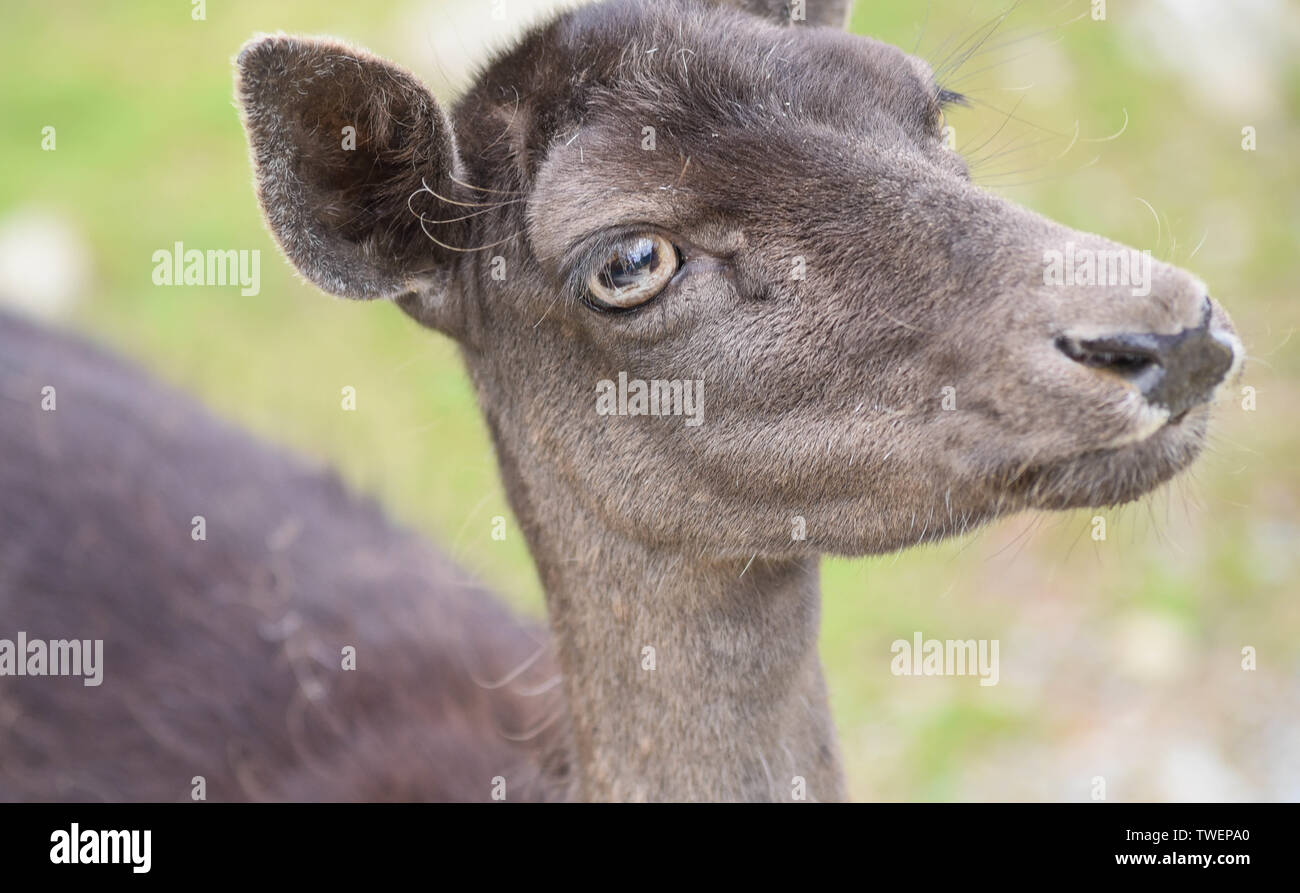 weird looking goat Stock Photo - Alamy