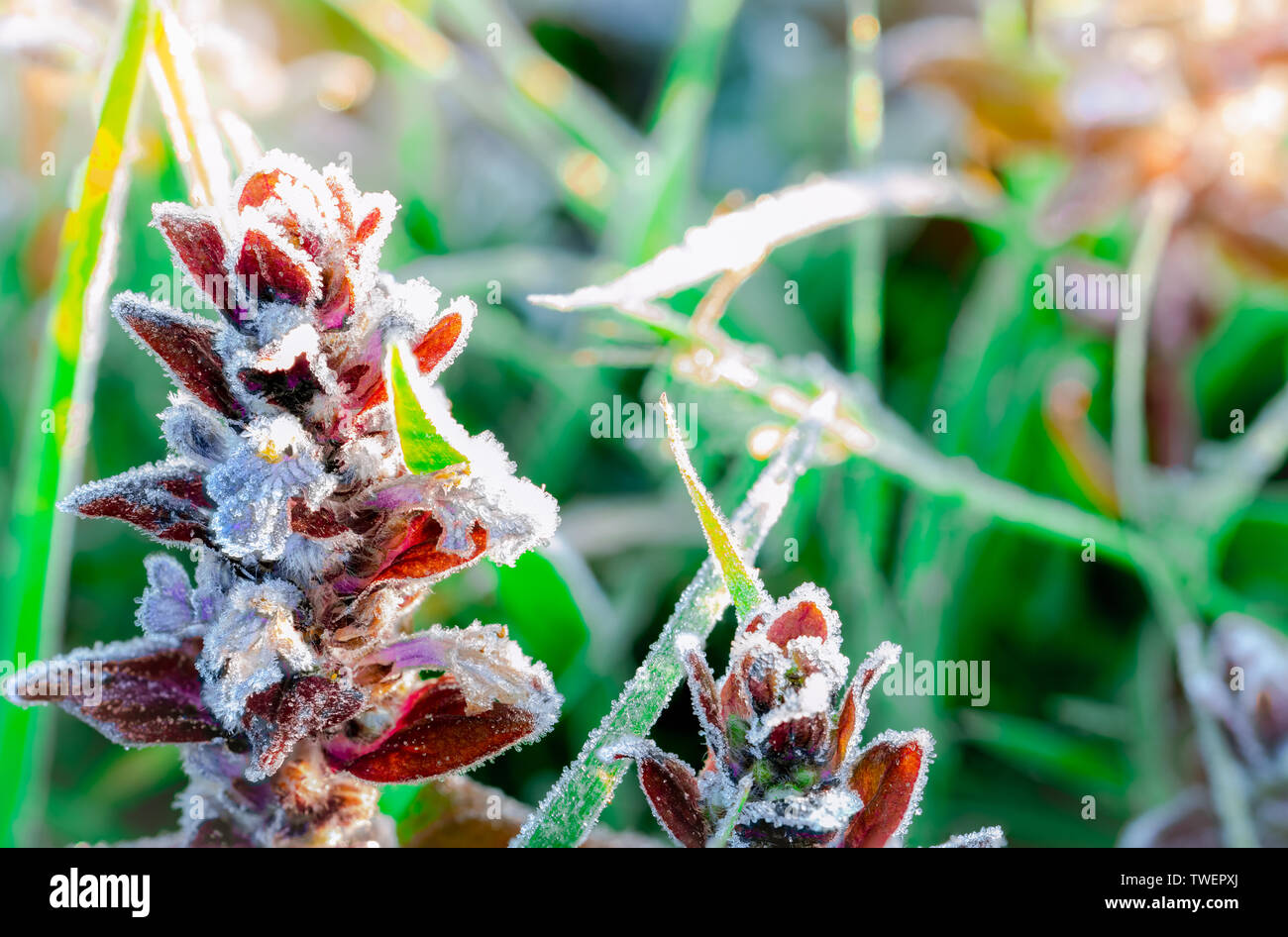 Frosted flower hi-res stock photography and images - Alamy