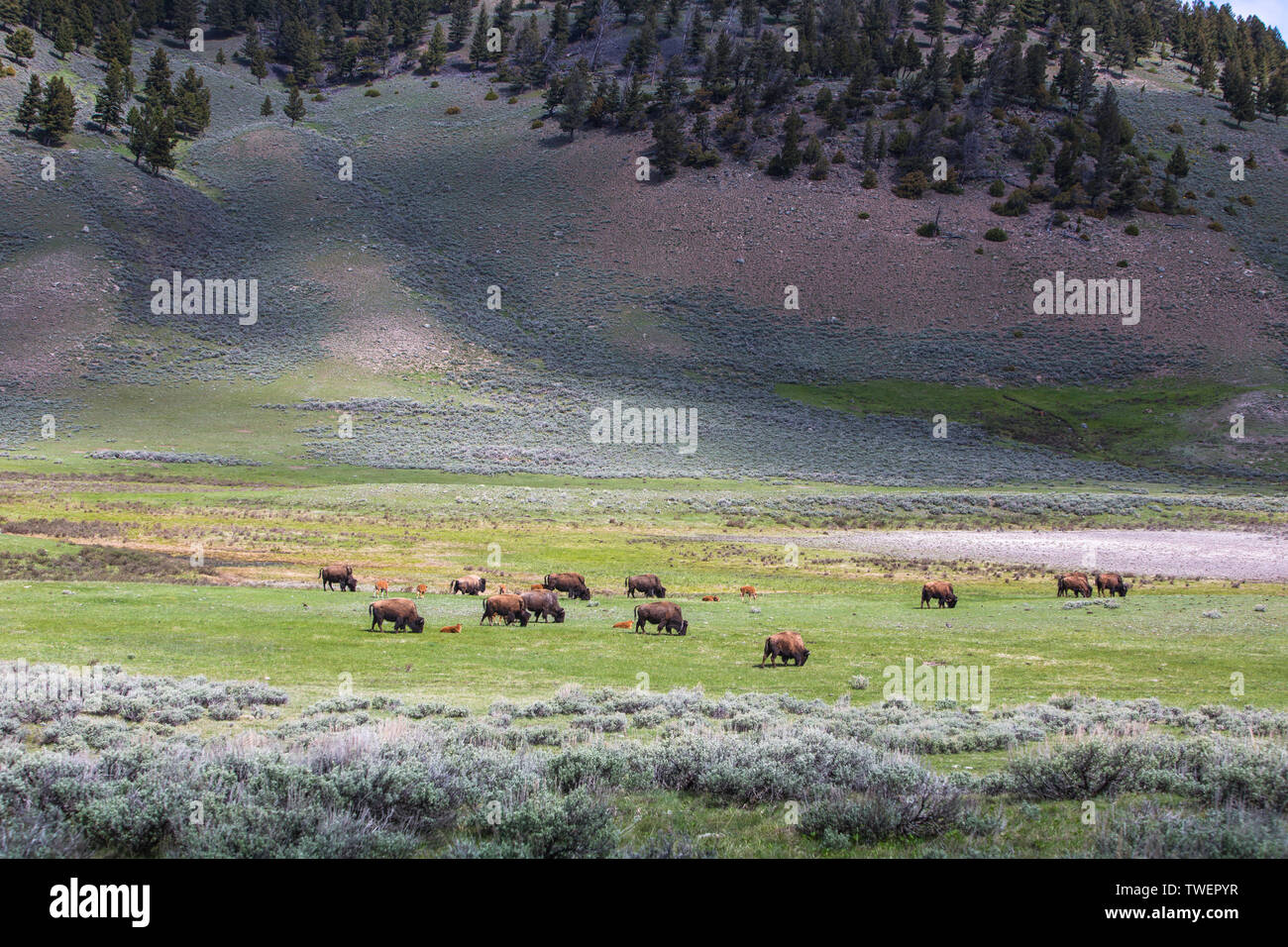 American bison herd in Ha National Park, United States Stock Photo - Alamy
