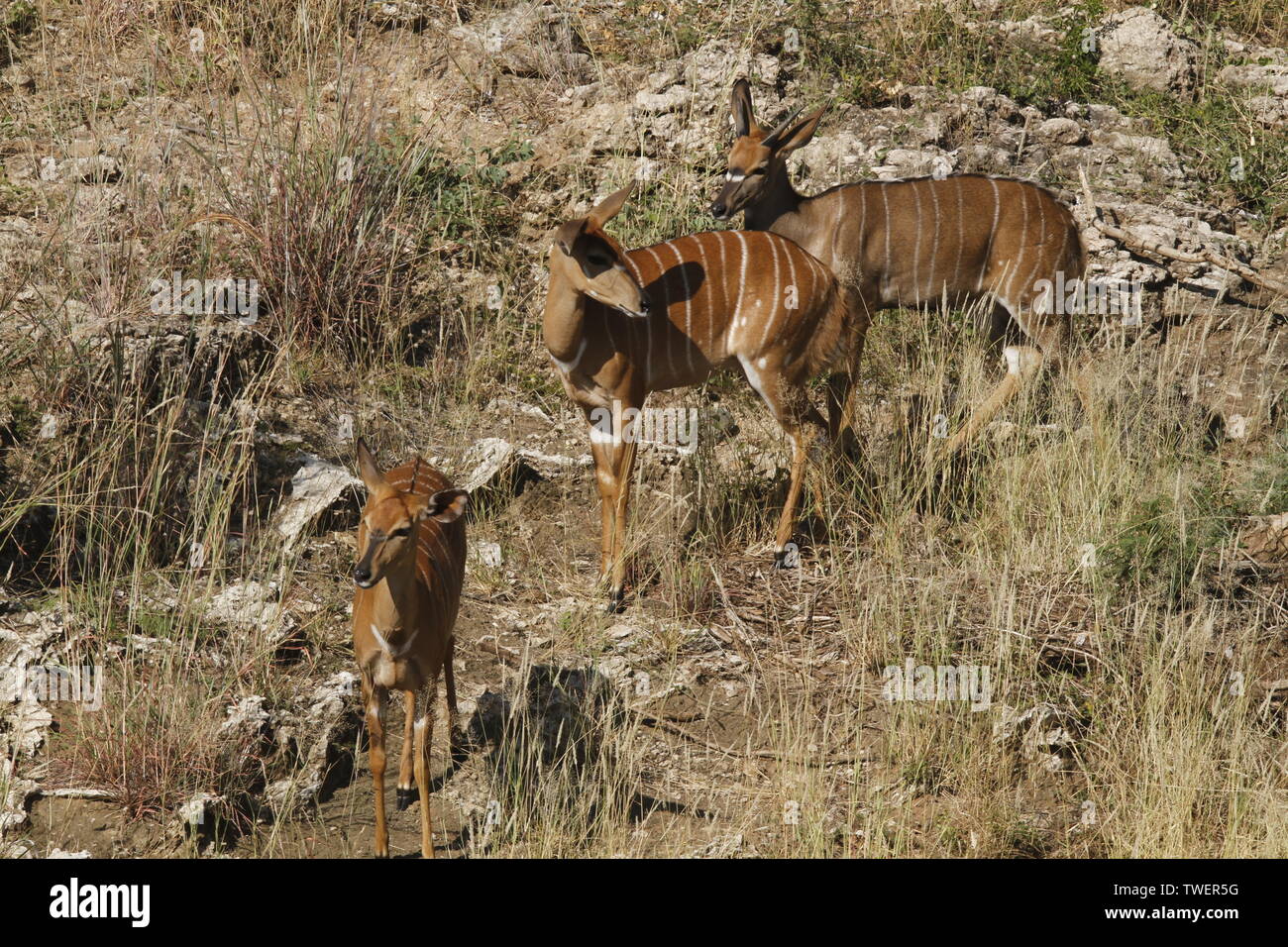 Female nyala herd hi-res stock photography and images - Alamy